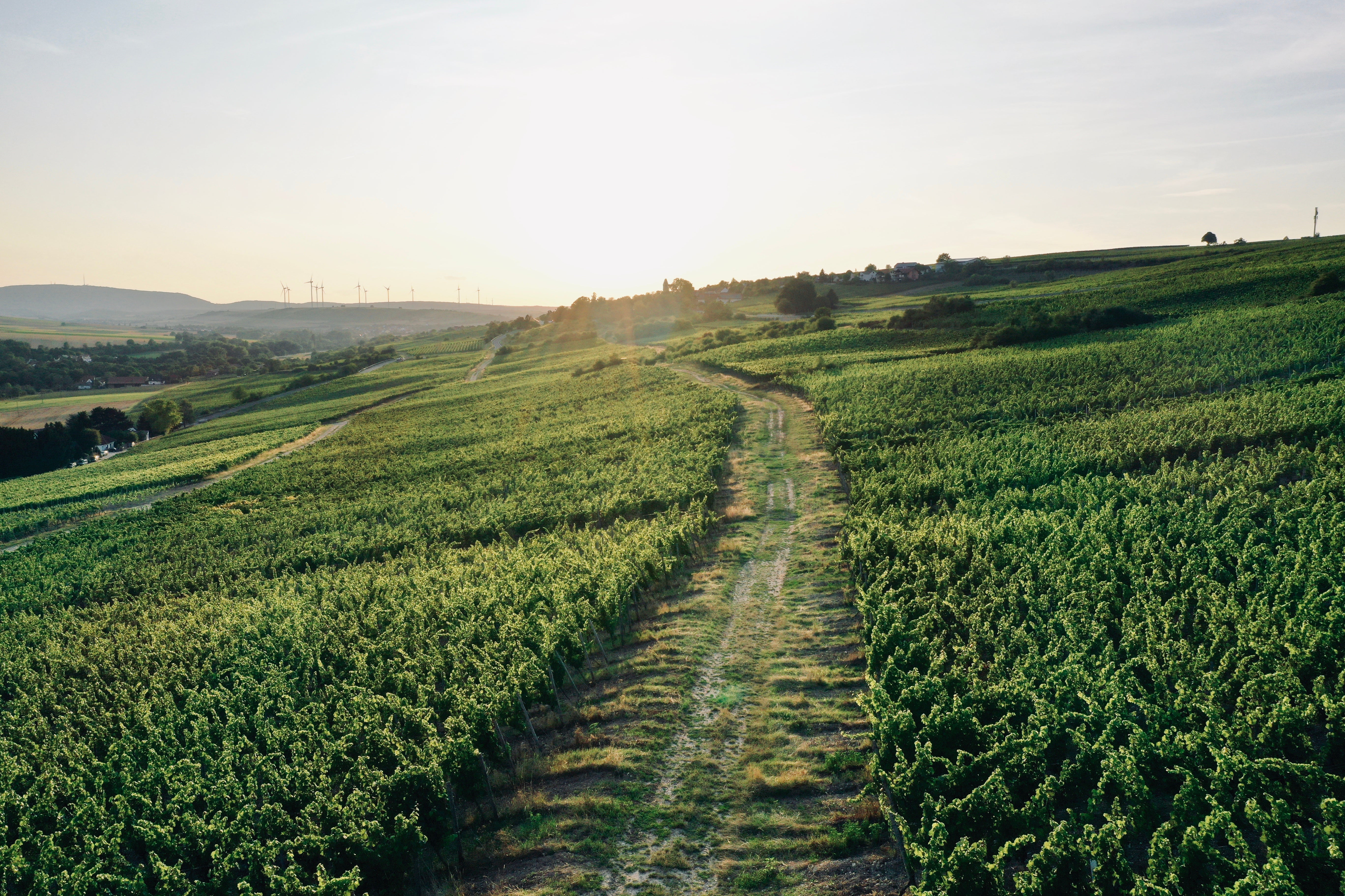 Alle Produkte – Weingut Schwedhelm